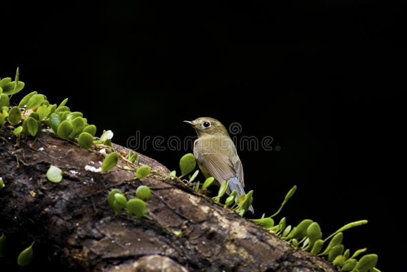 Female Siberian Blue-tail,Tarsiger Cyanurus Stock Image - Image of ...