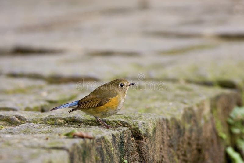 Female Siberian Blue-tail,Tarsiger Cyanurus Stock Image - Image of ...
