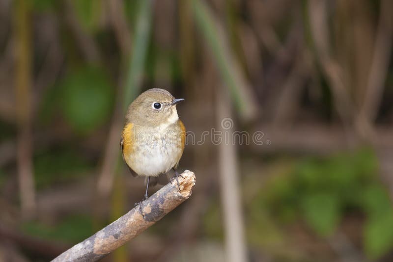 Female Siberian Blue-tail,Tarsiger Cyanurus Stock Image - Image of ...