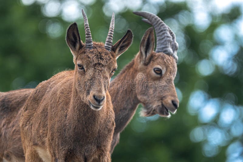 Female Siberian Ibex stock photo. Image of capra, meat - 230673592