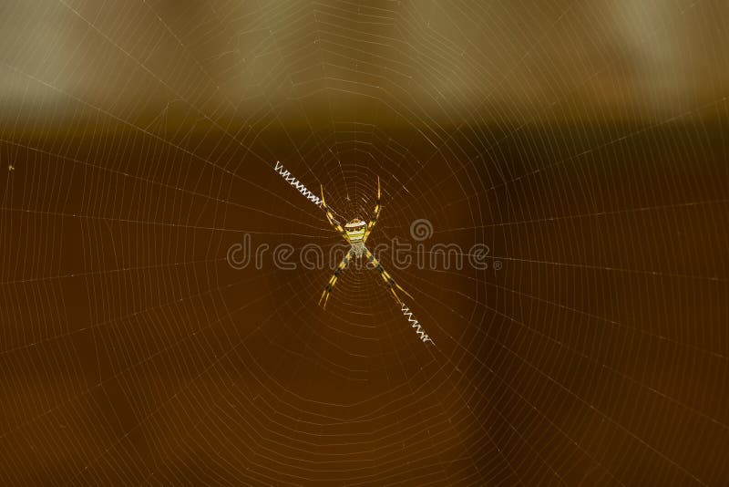 Signature Spiders Stock Photos - Free & Royalty-Free Stock Photos from ...