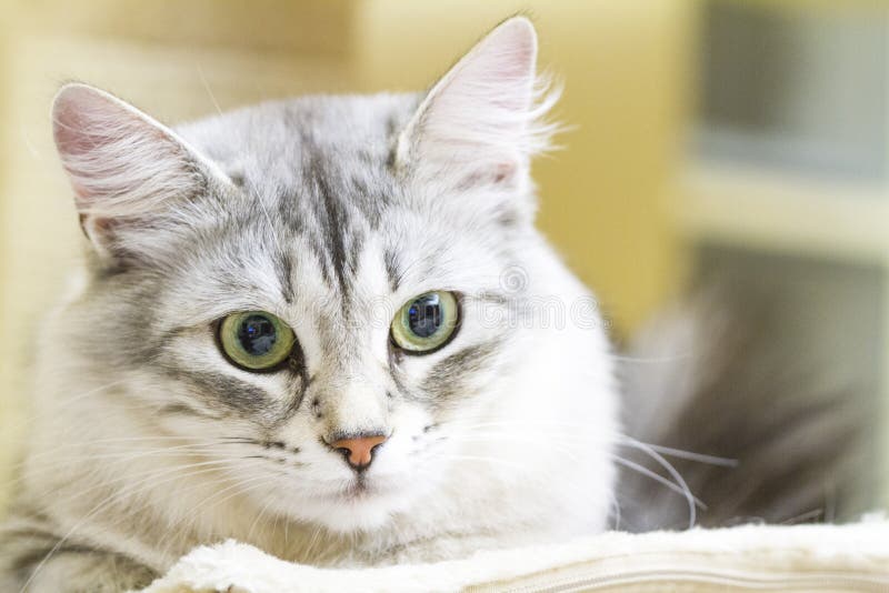 Female Silver Cat, Beautiful Siberian Kitten Stock Image - Image of ...