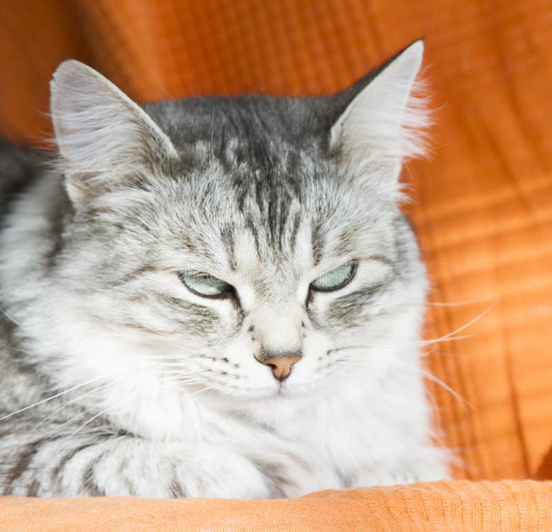 Female Silver Cat in the House Stock Image - Image of meow, long: 82289833