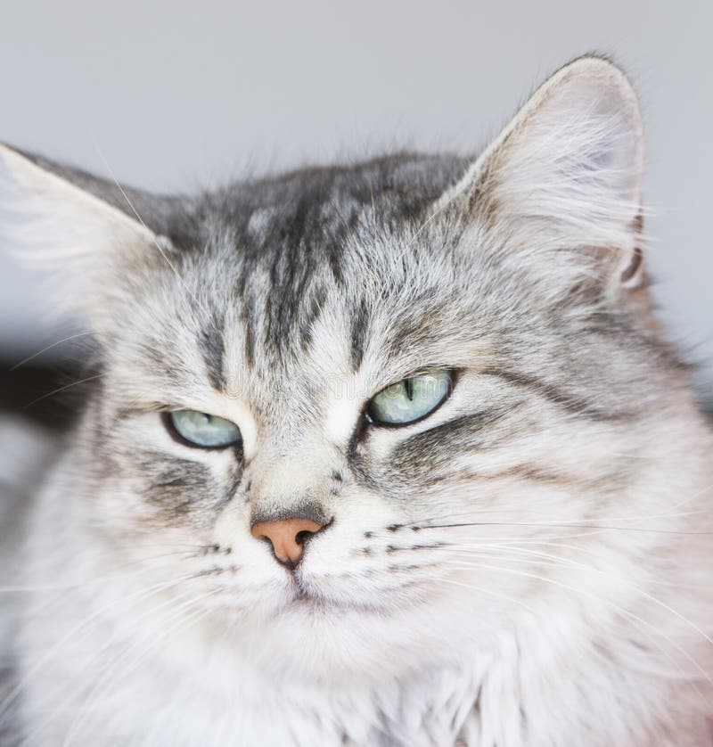 Female Silver Cat in the House Stock Image - Image of pedigree, furry ...