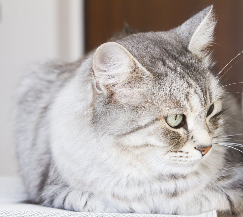 Female Silver Cat in the House Stock Image - Image of gorgeous, puppy ...