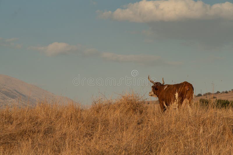 Female Single Cow on a Meadow during Sunset Stock Image - Image of ...