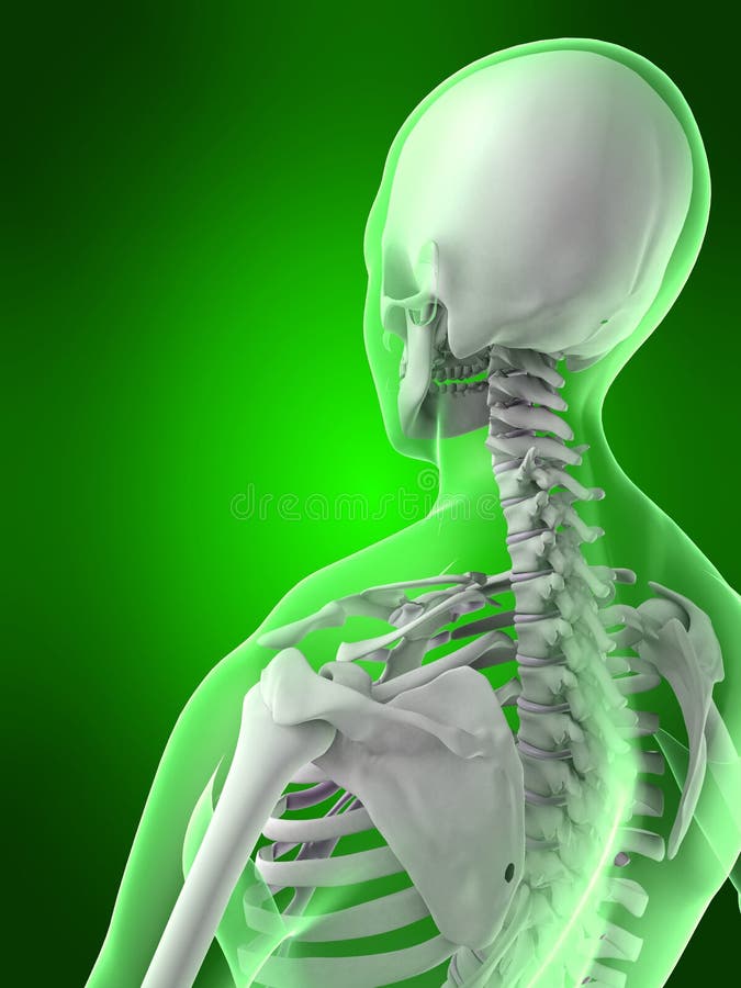 Female skeletal neck stock illustration. Illustration of skull - 4832676