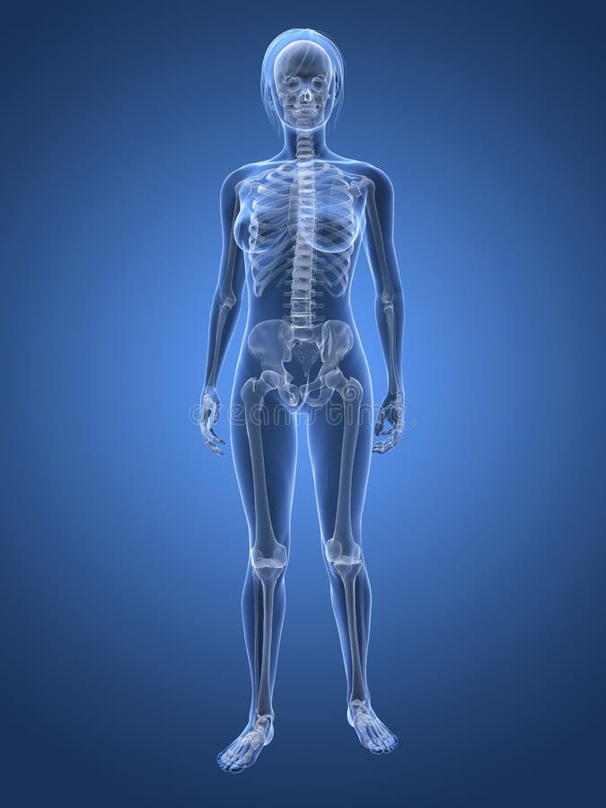 Female skeleton stock illustration. Illustration of ribs - 12695087