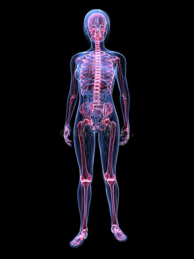 Woman - skeleton stock illustration. Illustration of skeletal - 12716509