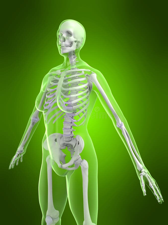 The female skeleton stock illustration. Illustration of bones - 34777434