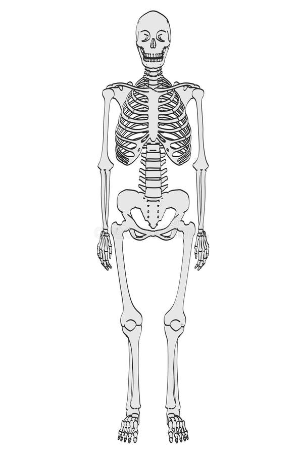 Toon Skeleton Stock Illustrations – 157 Toon Skeleton Stock ...