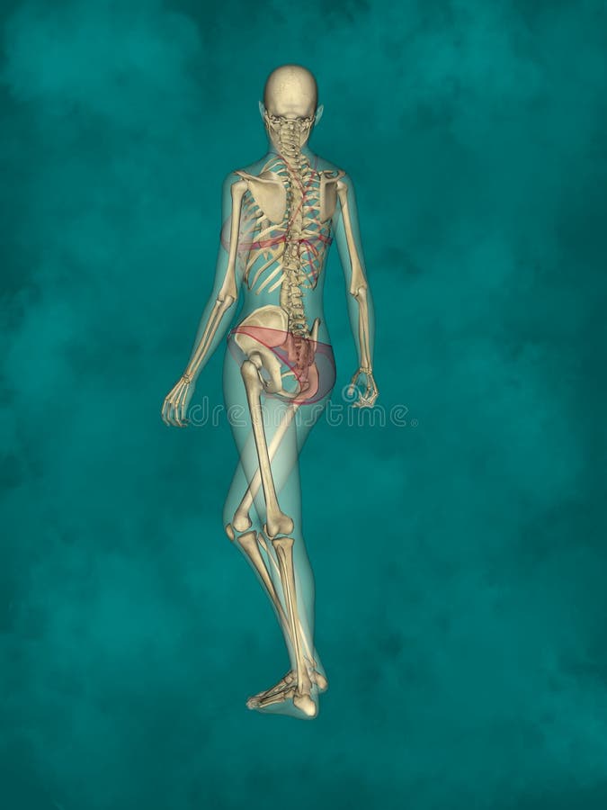 Female Skeleton, 3D Human Model Stock Illustration - Illustration of ...