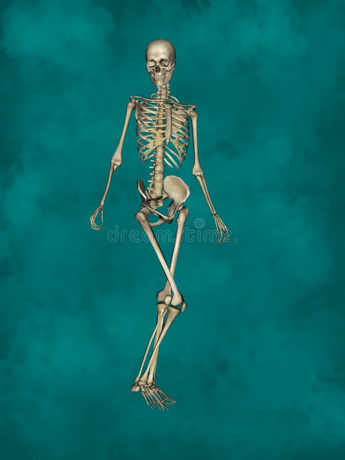 Female Skeleton, 3D Human Model Stock Illustration - Illustration of ...