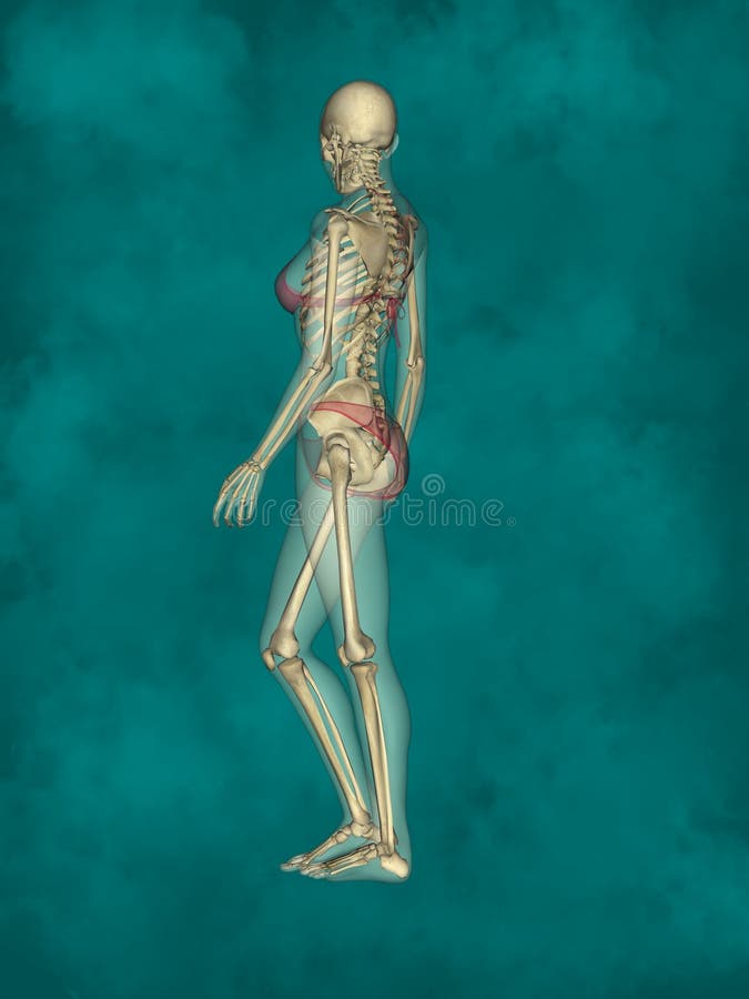 Female Skeleton, 3D Human Model Stock Illustration - Illustration of ...
