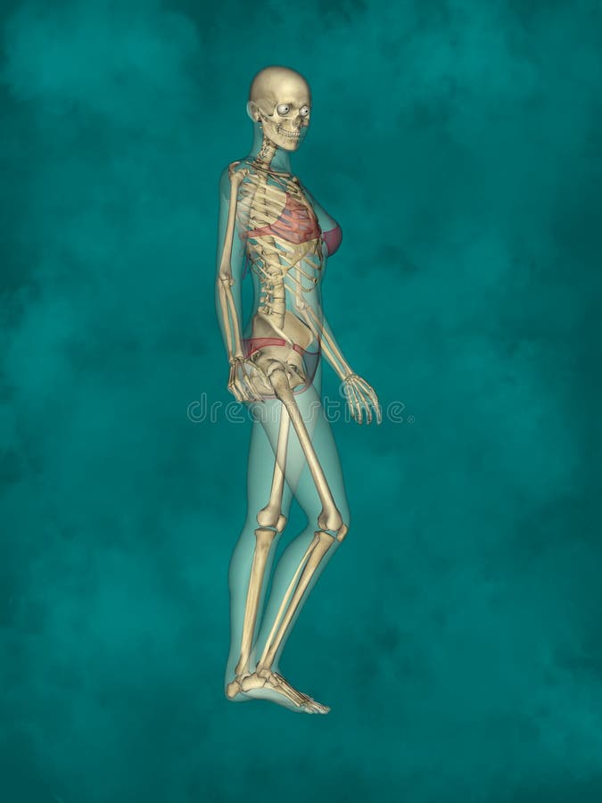 Female Skeleton, 3D Human Model Stock Illustration - Illustration of ...