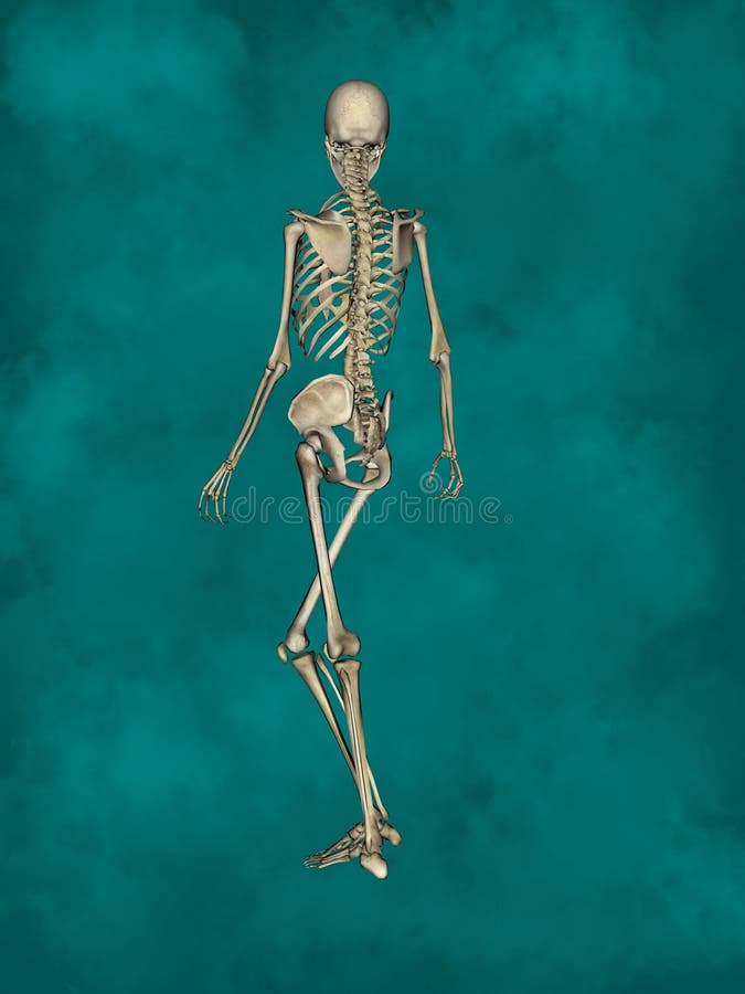 Female Skeleton, 3D Human Model Stock Illustration - Illustration of ...