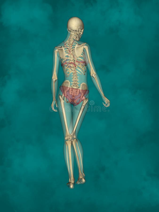 Female Skeleton, 3D Human Model Stock Illustration - Illustration of ...
