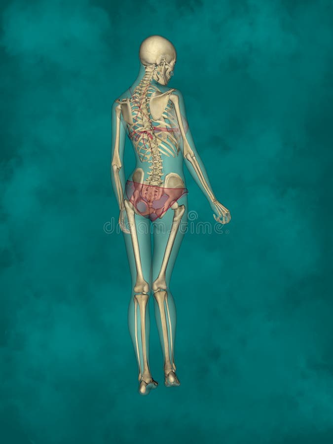 Female Skeleton, 3D Human Model Stock Illustration - Illustration of ...
