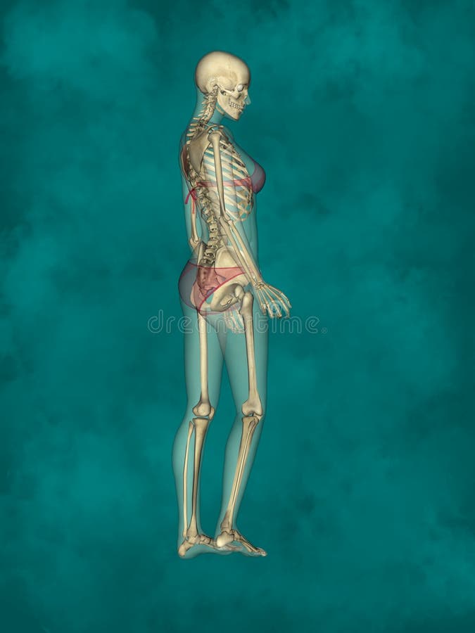 Female Skeleton, 3D Human Model Stock Illustration - Illustration of ...