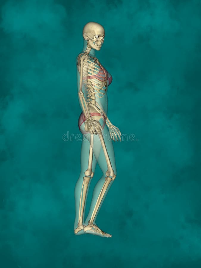Female Skeleton, 3D Human Model Stock Illustration - Illustration of ...