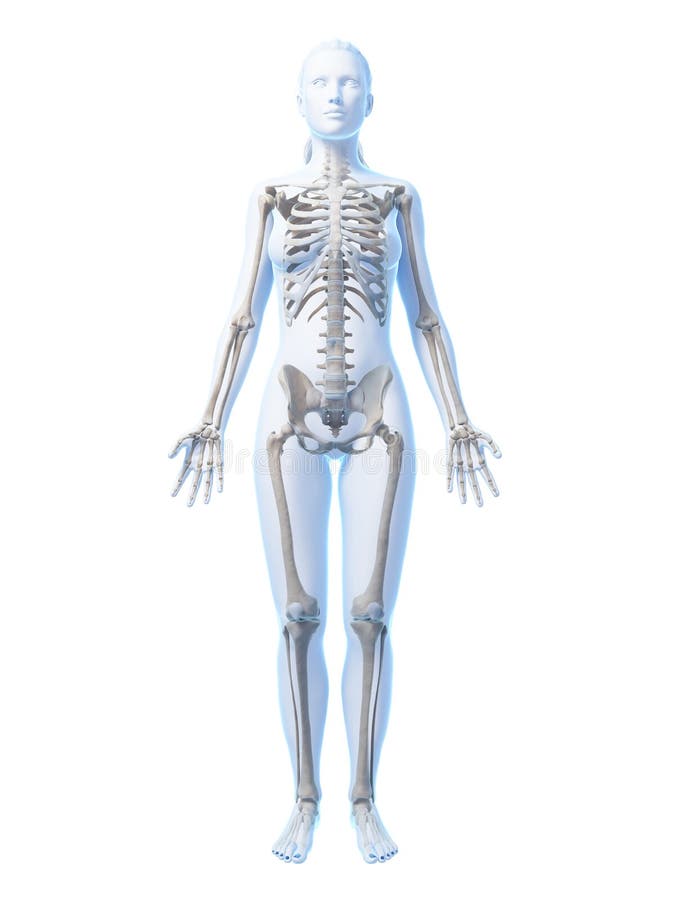 The female skeleton stock illustration. Illustration of bones - 34777434