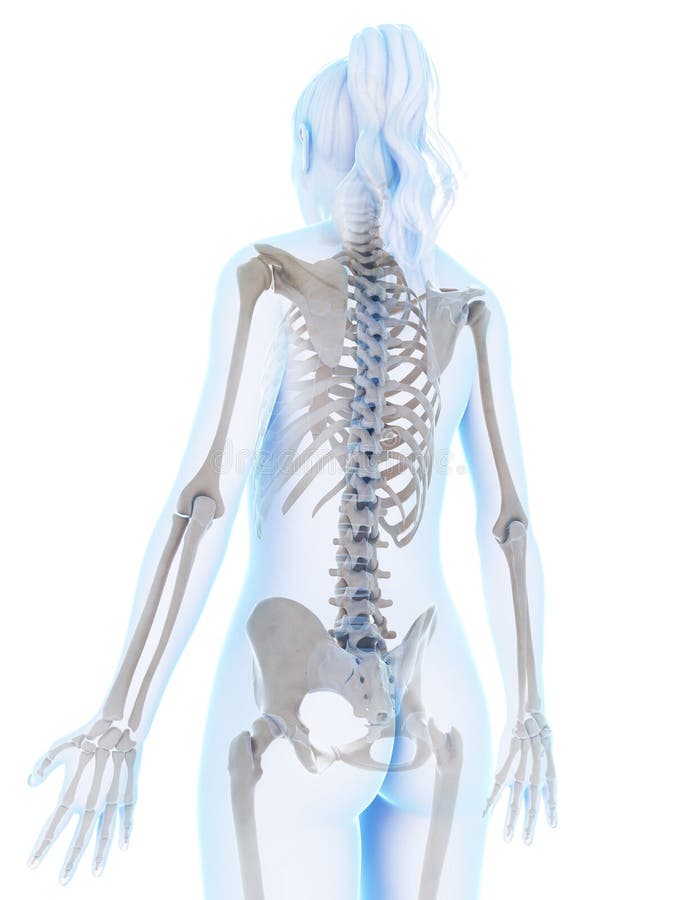 Female Skeleton from Behind Stock Illustration - Illustration of health ...