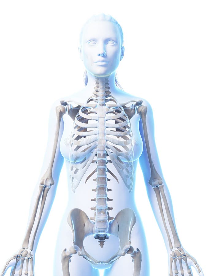 Female skeleton stock illustration. Illustration of biology - 30725483