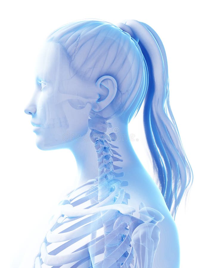Female Skeleton from Behind Stock Illustration - Illustration of health ...