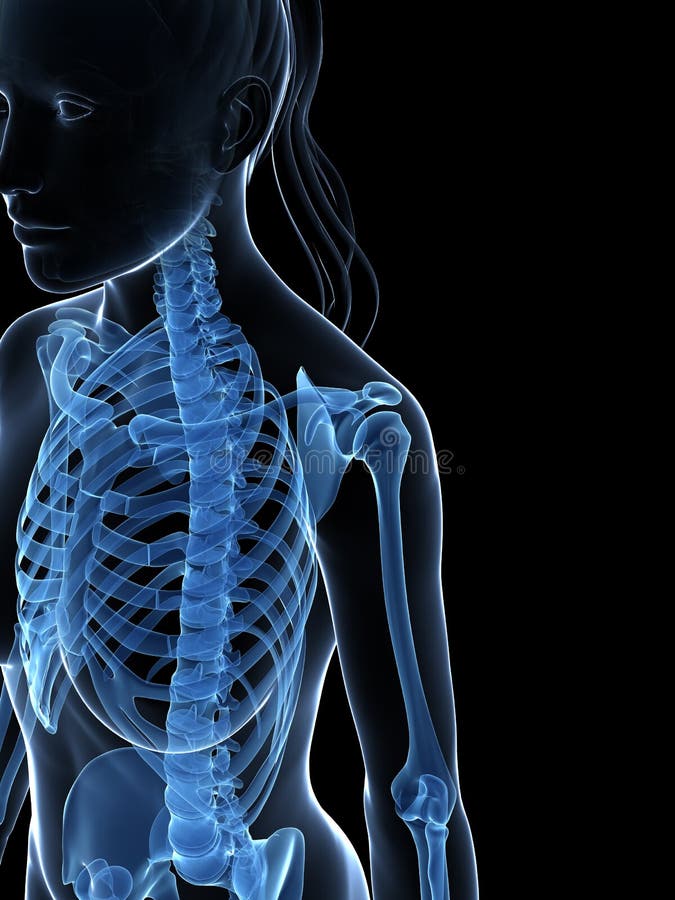 The female skeleton stock illustration. Illustration of medical - 34777368