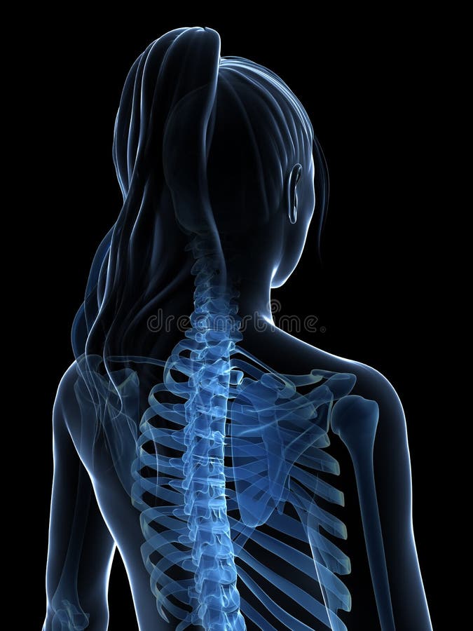 The female skeleton stock illustration. Illustration of health - 34777180