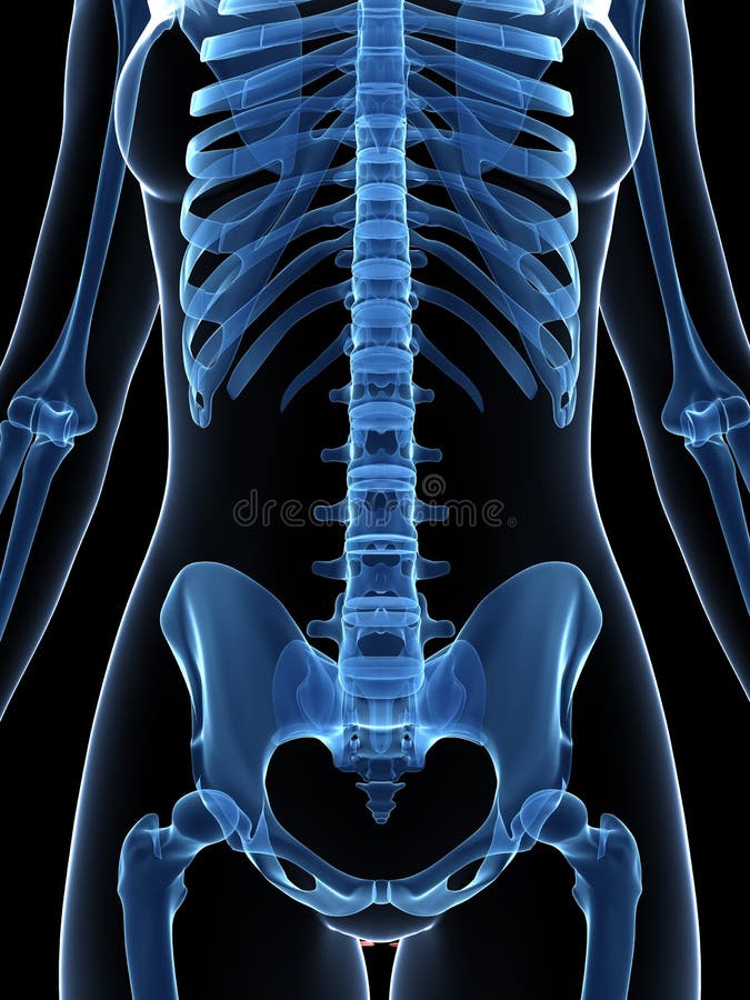Female skeleton stock illustration. Illustration of blue - 30725464