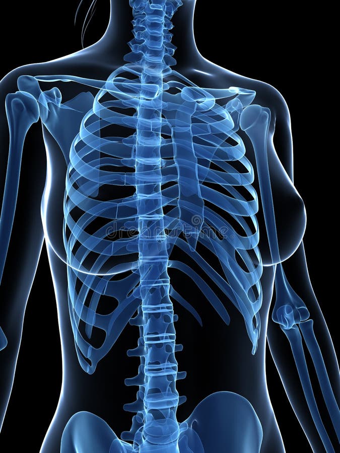 Female skeleton stock illustration. Illustration of graphic - 30725477