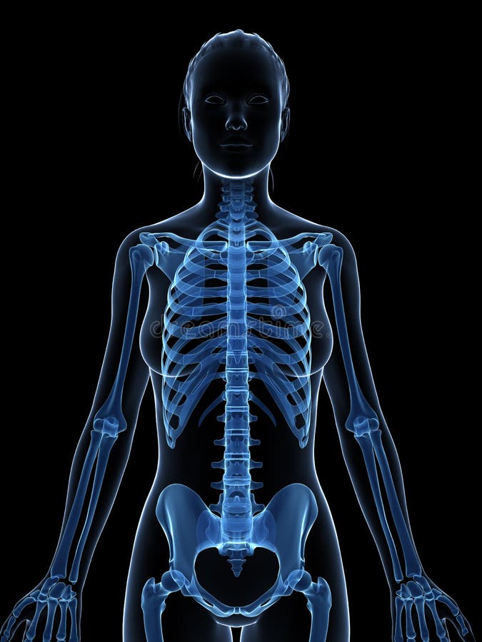 Female skeleton stock illustration. Illustration of physiology - 30725479