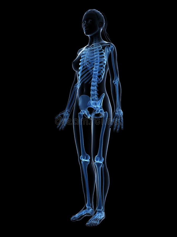 The female skeleton stock illustration. Illustration of health - 34777180