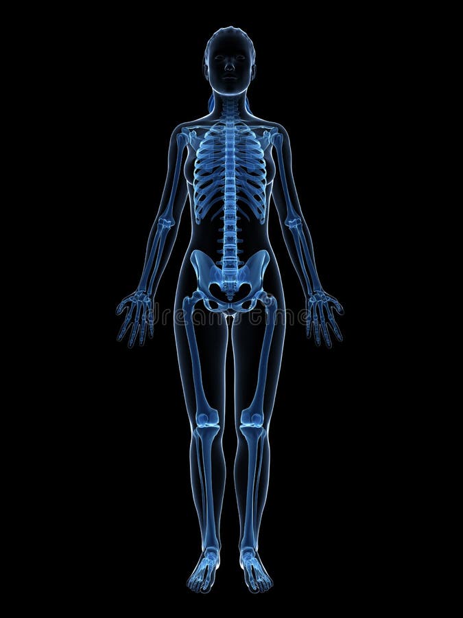 Female skeleton stock illustration. Illustration of biology - 30725483
