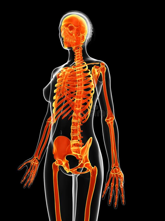Female skeleton stock illustration. Illustration of female - 30725379