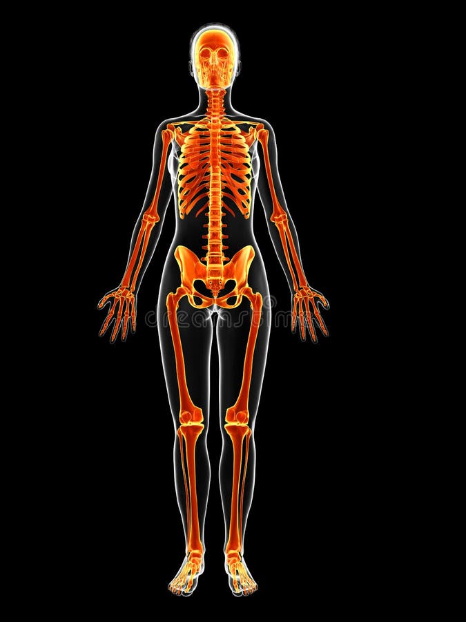 Female skeleton stock illustration. Illustration of skeleton - 30725425