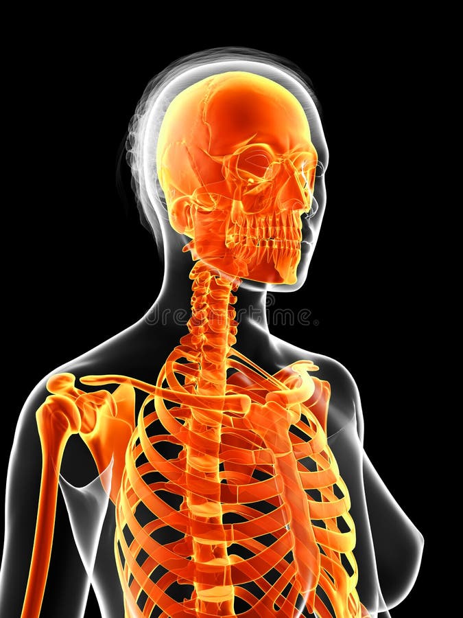 The female skeleton stock illustration. Illustration of medical - 34164791