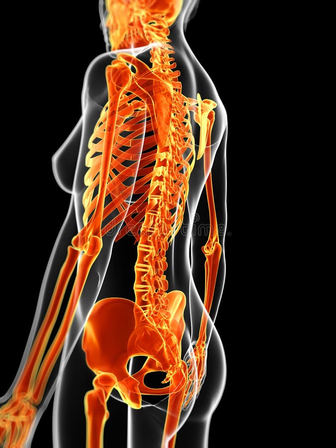 The female skeleton stock illustration. Illustration of medical - 34777368