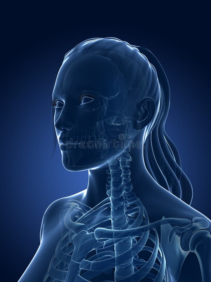 Female Skeleton from Behind Stock Illustration - Illustration of health ...