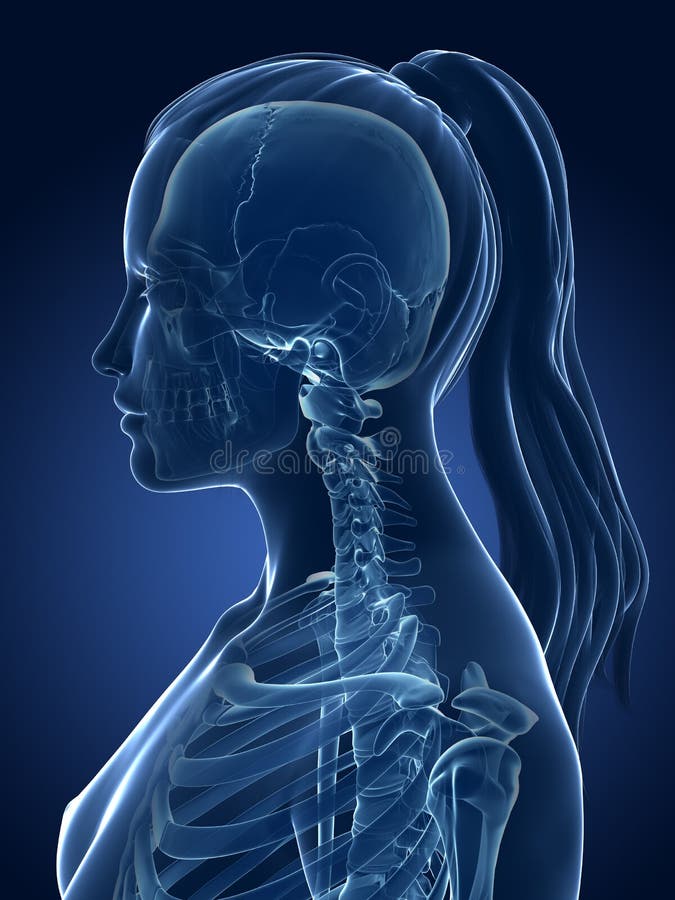 Female skeleton stock illustration. Illustration of human - 30727836