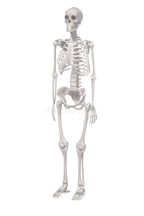 Female skeleton stock illustration. Illustration of hand - 10635677