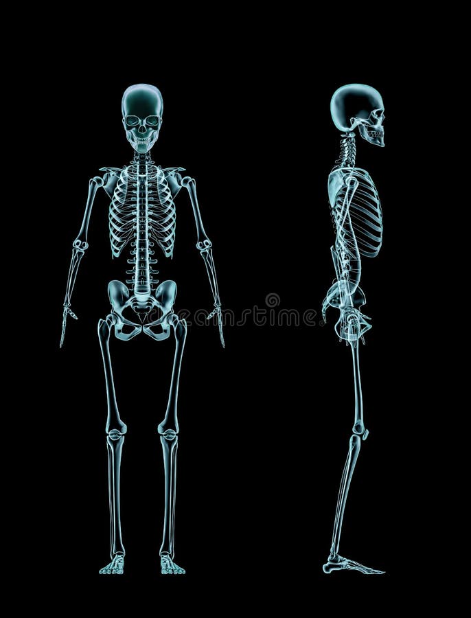 Render of female skeleton stock illustration. Illustration of bones ...