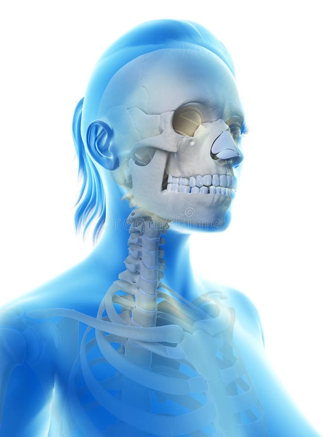 Female Skull in Crown stock vector. Illustration of face - 106382057