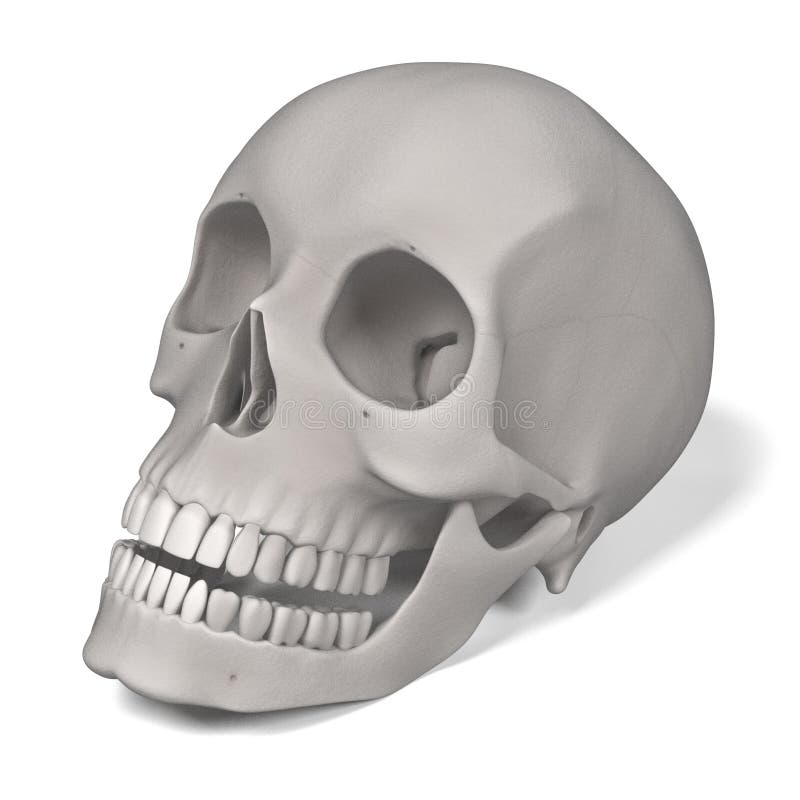 Female skull stock illustration. Illustration of anatomy - 70653762