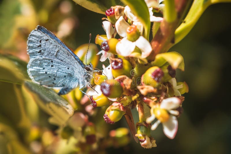 Female Small Blue Butterfly Offically Called Cupido Minimus Stock Photo ...