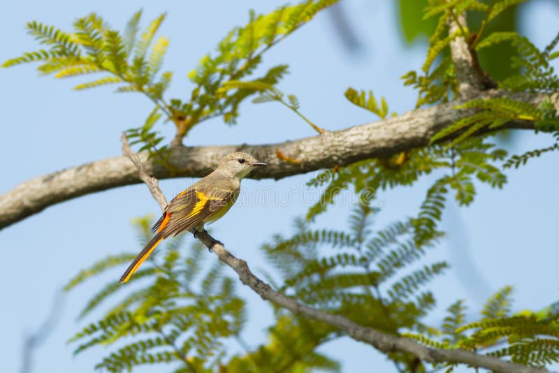 Female Small Minivet (Pericrocotus Cinnamomeus) Stock Photo - Image of ...