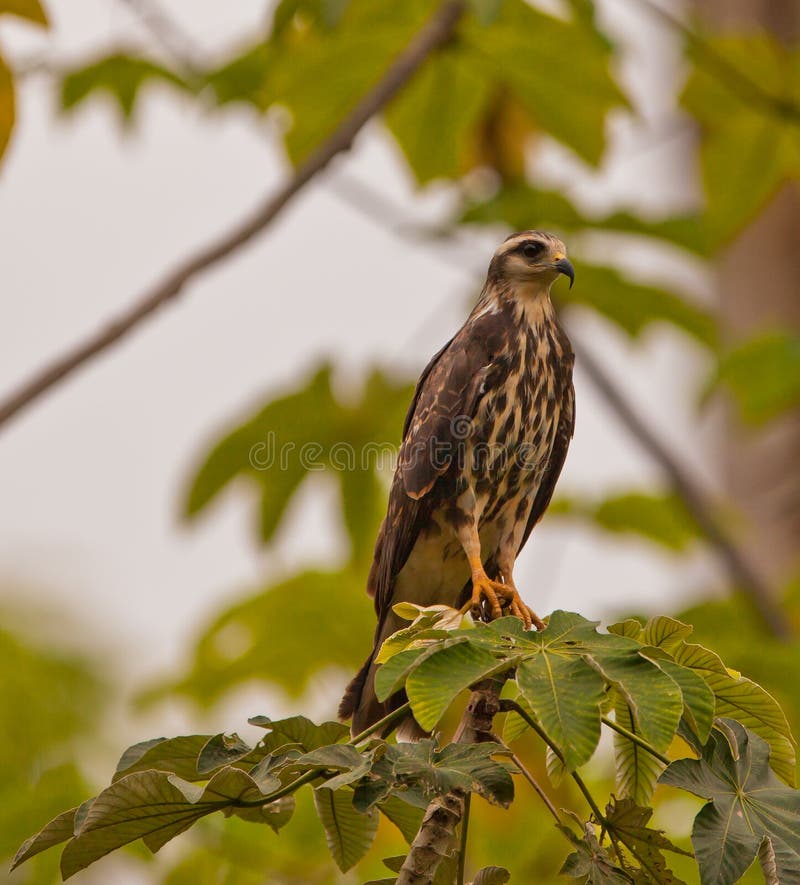 Female Snail Kite stock photo. Image of nature, exotic - 26813312