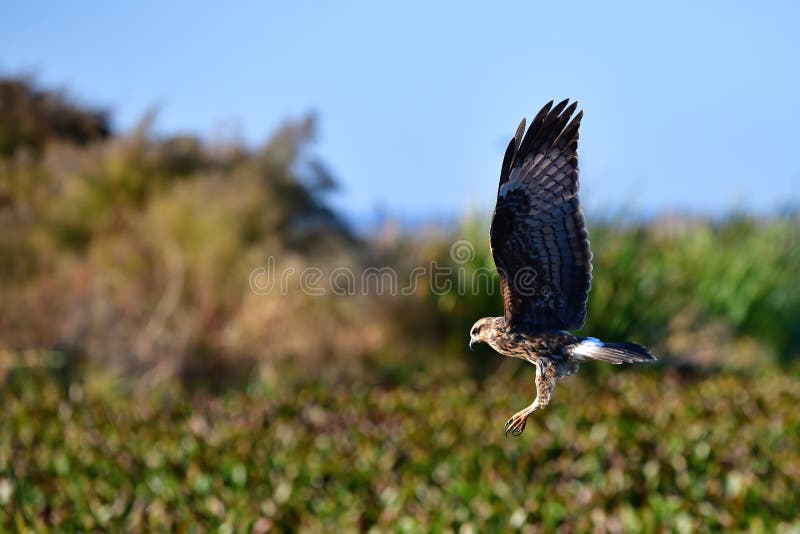 Female Snail Kite in Flight Stock Photo - Image of snail, hawk: 202712406