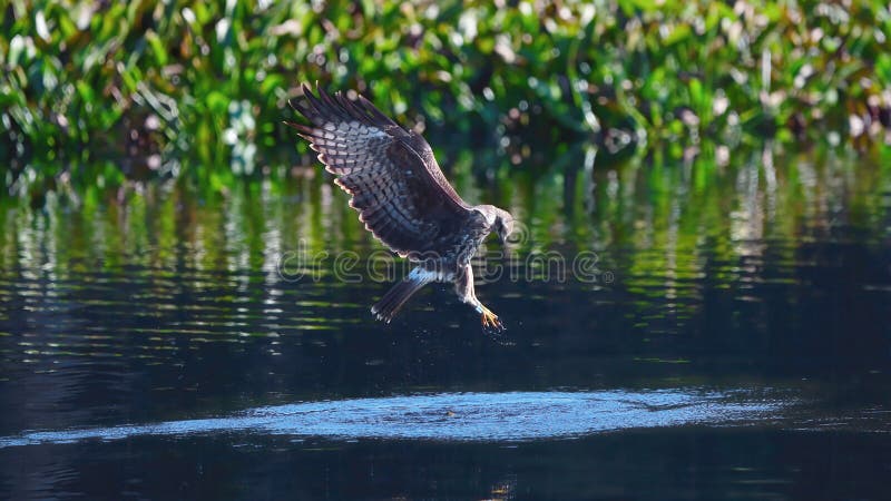 Female Snail Kite Grabbing a Snail in Water Stock Image - Image of ...
